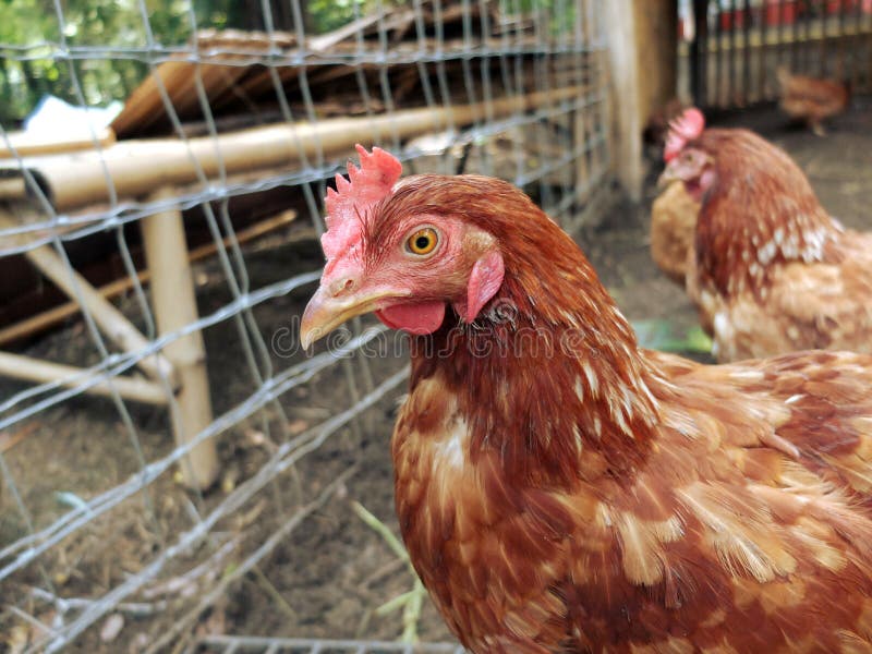 Chicken in local farm stock image. Image of organic, farming - 65759427