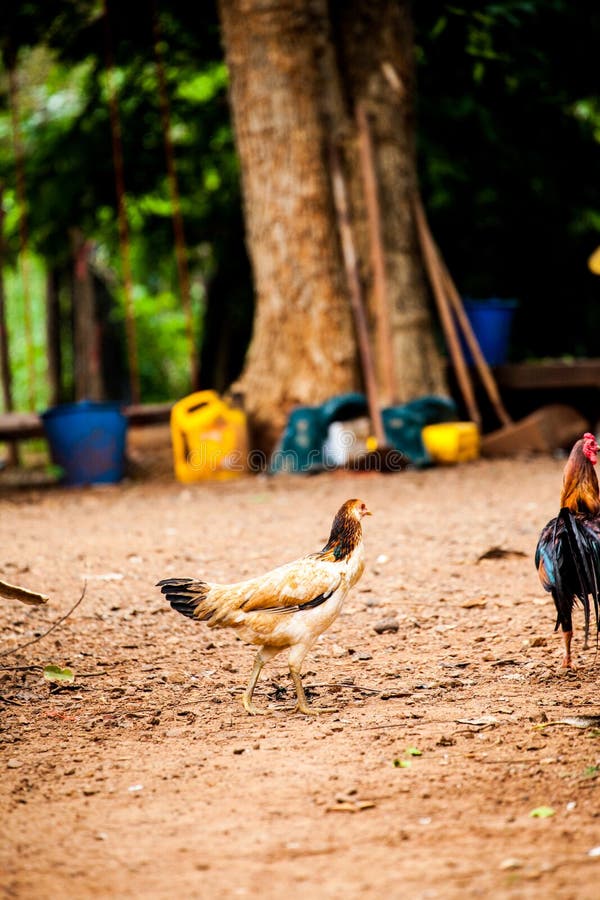Chicken stock photo. Image of countryside, jubilant, agriculture - 79415210