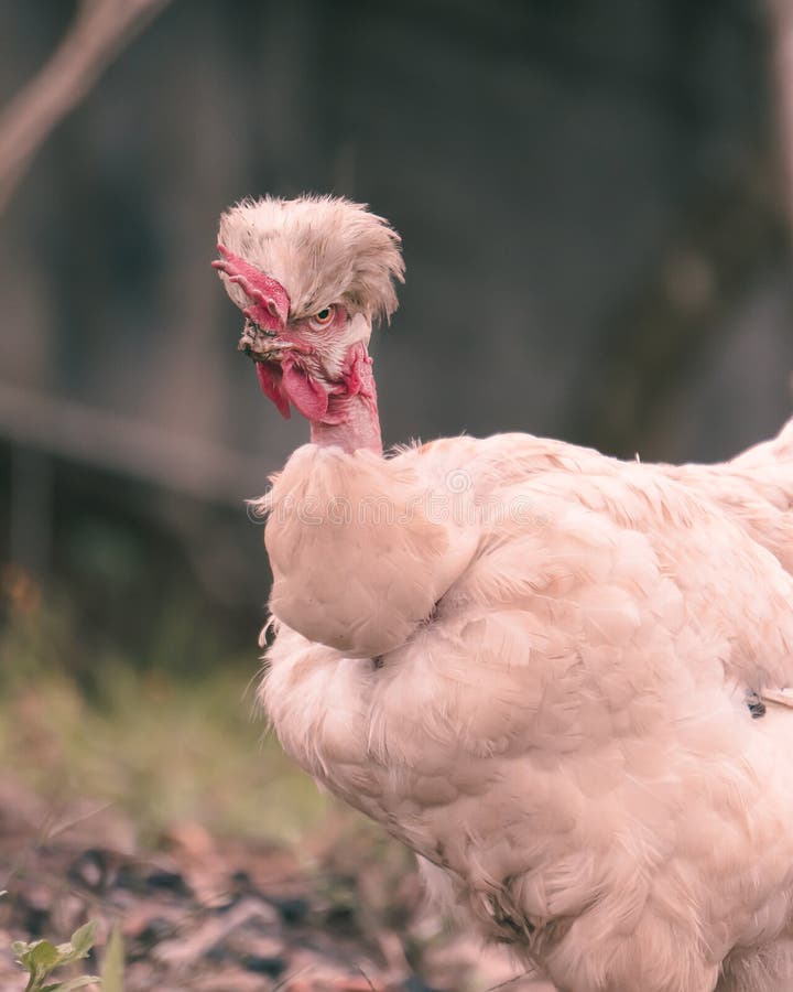 A chicken looking around stock photo. Image of bird - 220111308