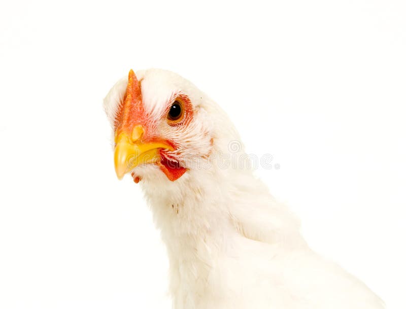 Chicken Looking at Camera on White Background Stock Image - Image of ...