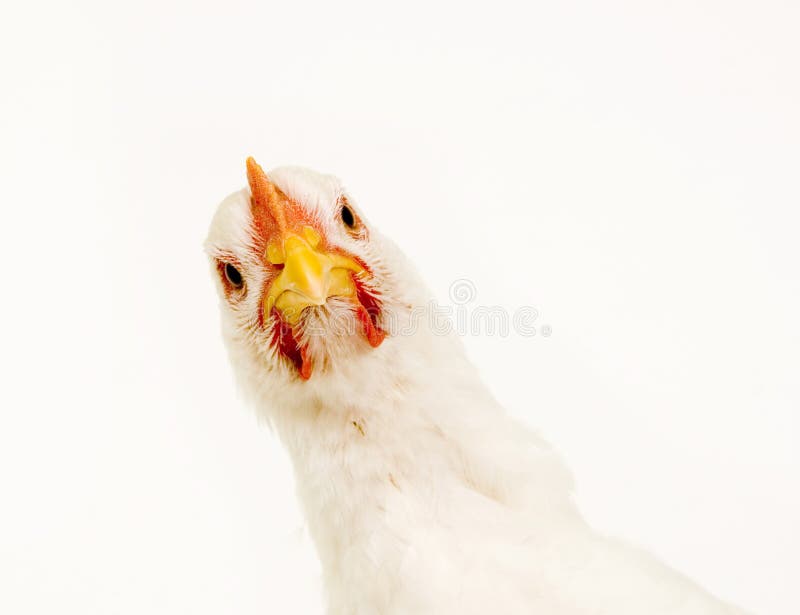 Chicken Looking At Camera On White Background Stock Image - Image of ...