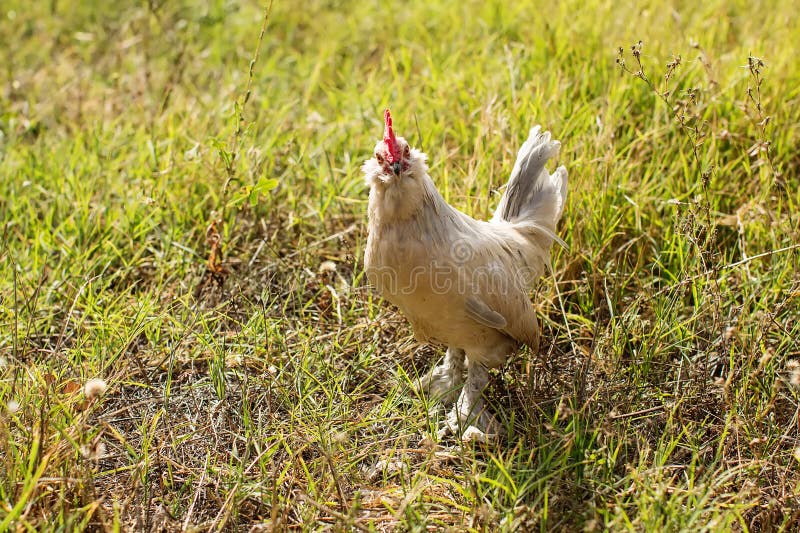 Chicken looking at camera stock photo. Image of field - 44687900