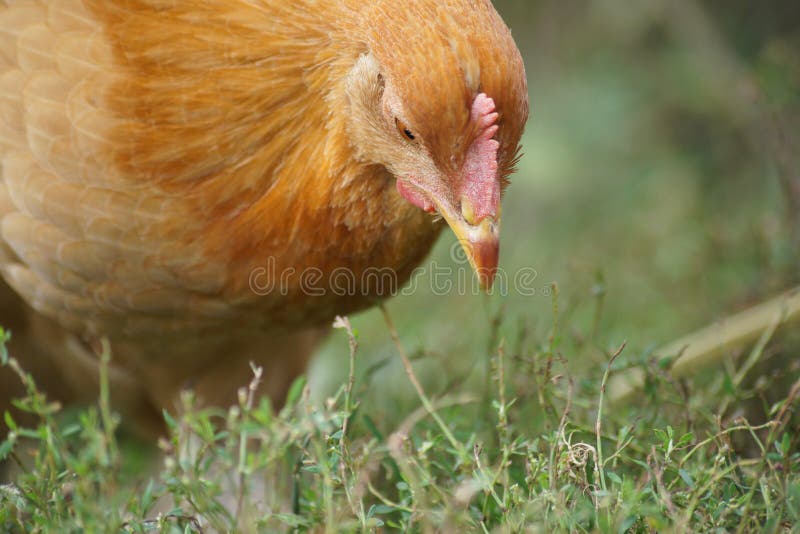 Chicken Looking Down stock image. Image of farm, animal - 59951459