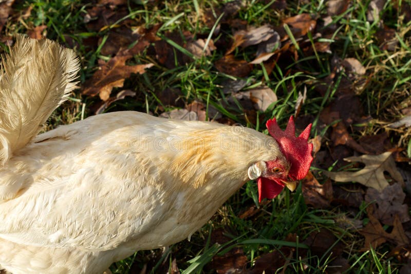 Close Up of a Chicken Looking Down at the Ground Stock Image - Image of ...