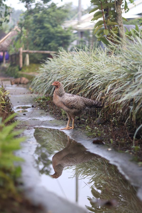 A Chicken Looking for Food after the Rain Stock Photo - Image of nature ...
