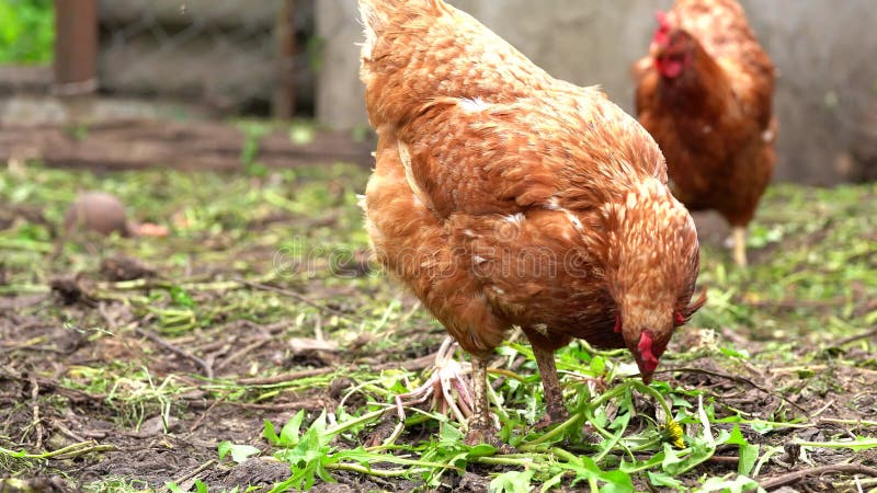 Chicken Walking in Paddock. Chicken Looking for Grains while Walking in ...