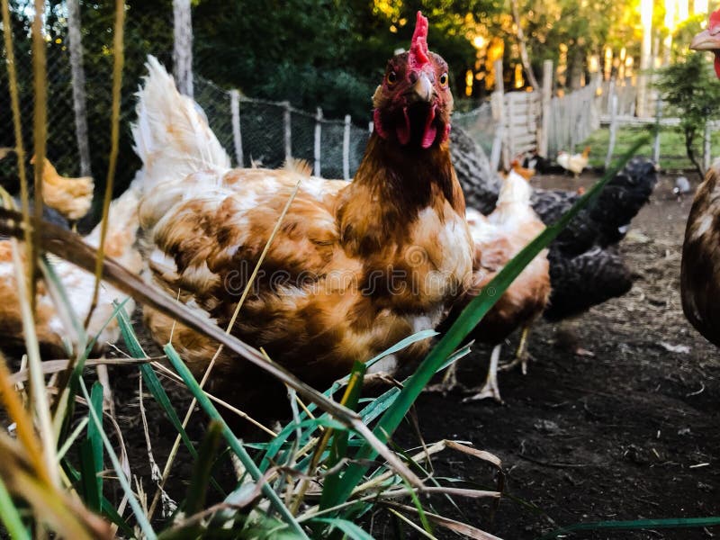 488 Angry Hen Photos - Free & Royalty-Free Stock Photos from Dreamstime