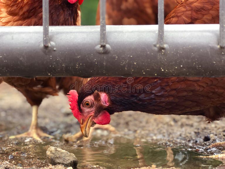 Chicken Looking in Puddle Reflection Stock Image - Image of water ...