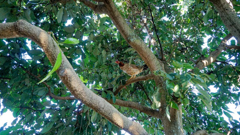 Chicken Looking from Top of Tree Stock Photo - Image of shrub, trunk ...