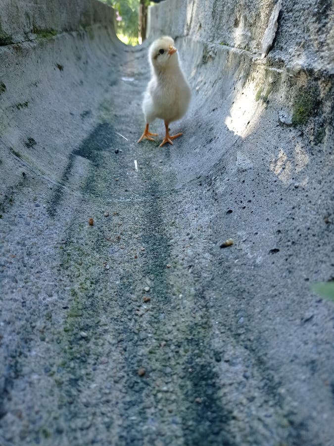 126 Duck Out Way Photos - Free & Royalty-Free Stock Photos from Dreamstime