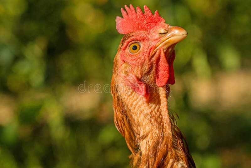 Chicken looking up stock photo. Image of life, funny - 32459904