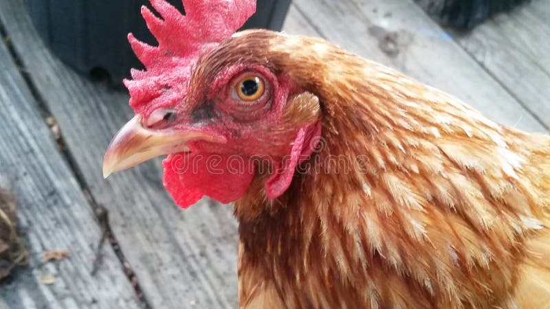 Chicken looks angry stock image. Image of chicken, angr - 237113545