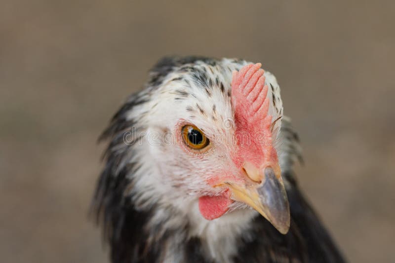 Chicken Looks into the Frame, Close Up Stock Photo - Image of birds ...