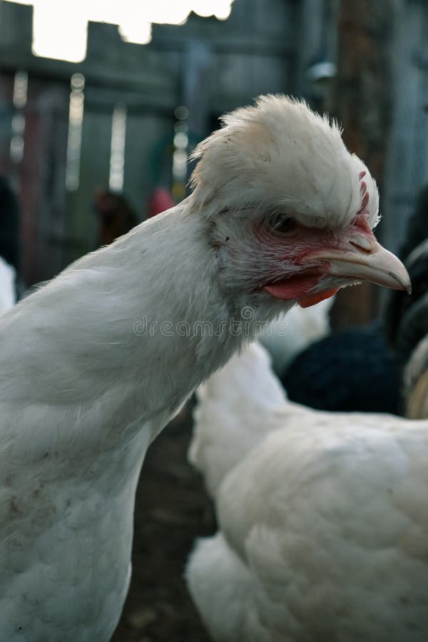 The Chicken Looks Straight into the Frame. Stock Image - Image of ...