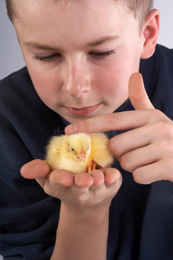 Chicken love stock image. Image of holiday, child, soft - 13299749