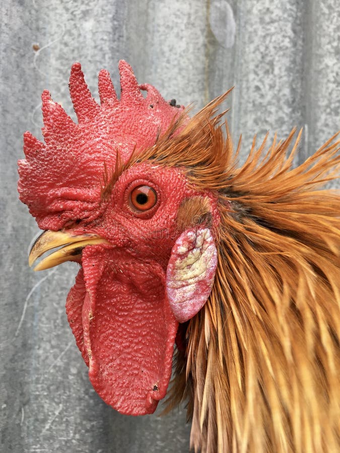 Chicken stock photo. Image of photographie, love, chicken - 242466252