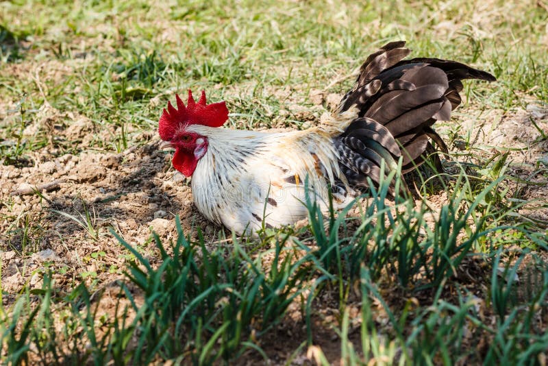 Chicken lying down on soil stock image. Image of animal - 77460719