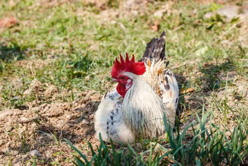 Chicken lying down on soil stock image. Image of look - 77460719