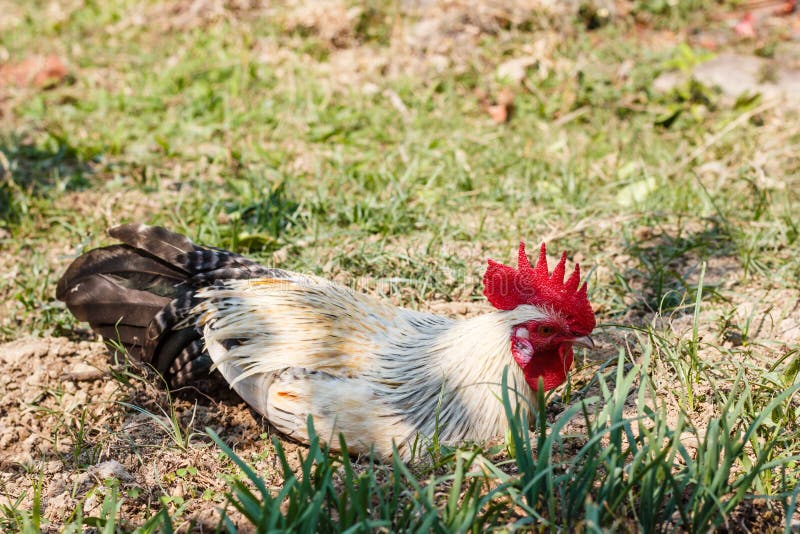 Chicken lying down on soil stock image. Image of look - 77460719