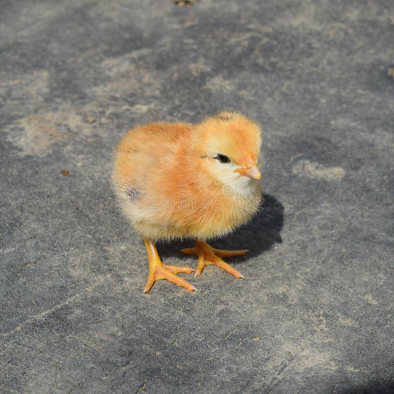 Subsidiary Farming Stock Photos - Free & Royalty-Free Stock Photos from ...