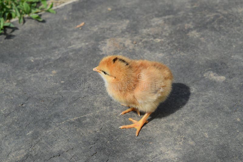 Daily Chicken. Maintenance of Poultry. Stock Image - Image of forage ...