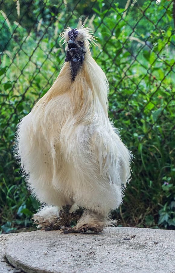 Chicken singing stock image. Image of feather, production - 33369077