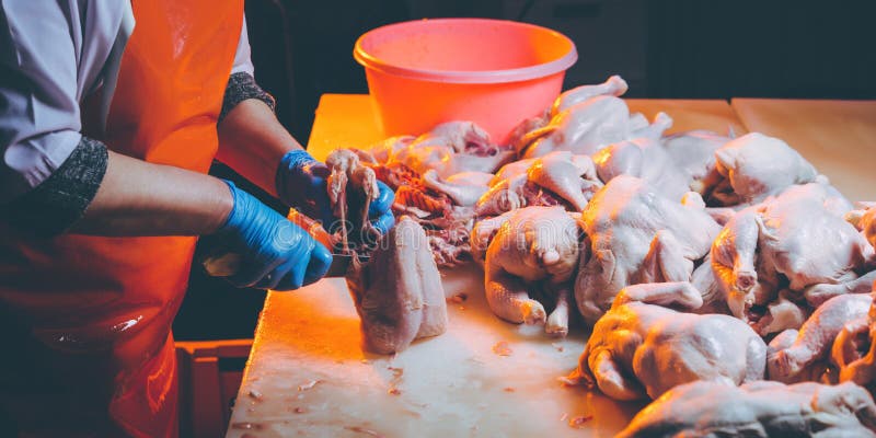 Chicken meat production stock image. Image of chopped - 140098229
