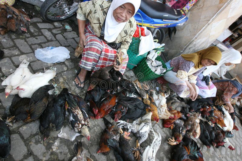 Chicken editorial stock image. Image of indonesia, scrap - 32691284