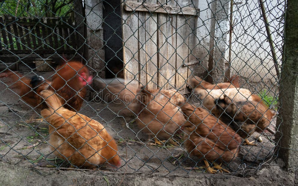 Chicken Moves in Rush Inside Chicken Pen Stock Photo - Image of flock ...