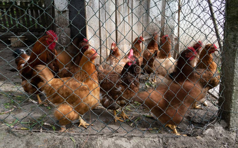 Chicken Moves in Rush Inside Chicken Pen Stock Photo - Image of march ...
