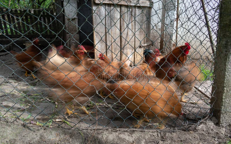 Chicken Moves in Rush Inside Chicken Pen Stock Photo - Image of farm ...