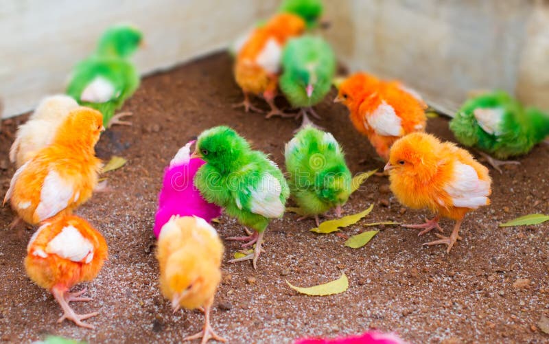 Chicken multi-colored stock image. Image of female, animals - 29672899