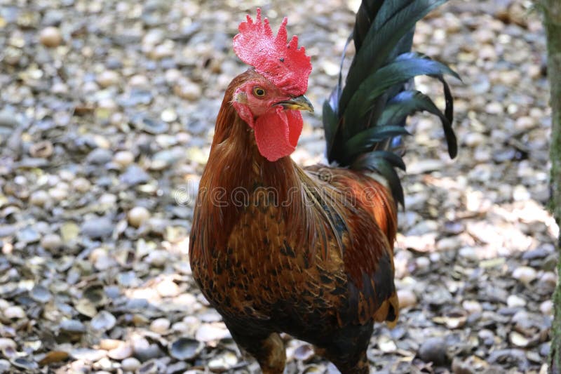 Rooster with red crown stock photo. Image of natural - 31922450