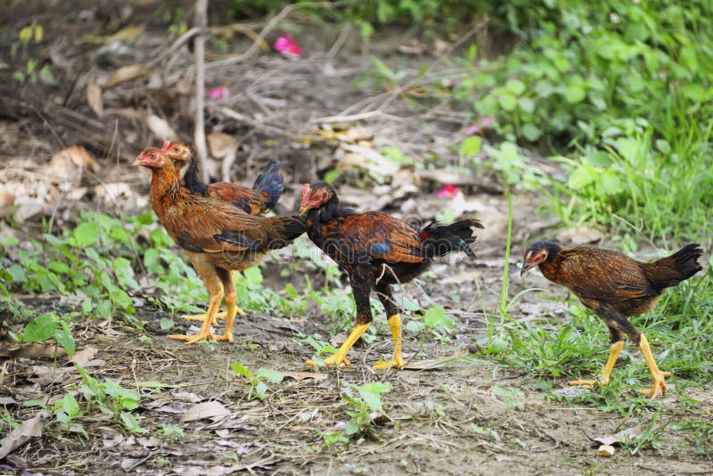 268 Native Chickens Stock Photos - Free & Royalty-Free Stock Photos ...