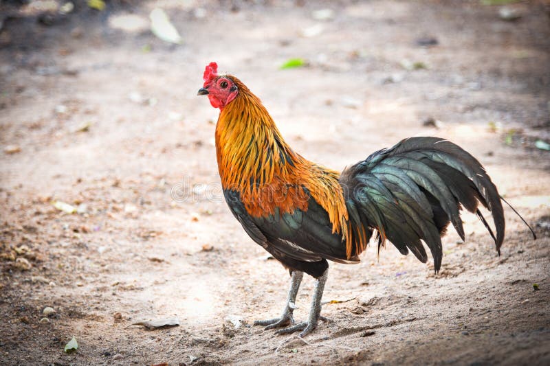 Chicken native Thailand stock photo. Image of chick - 122122064