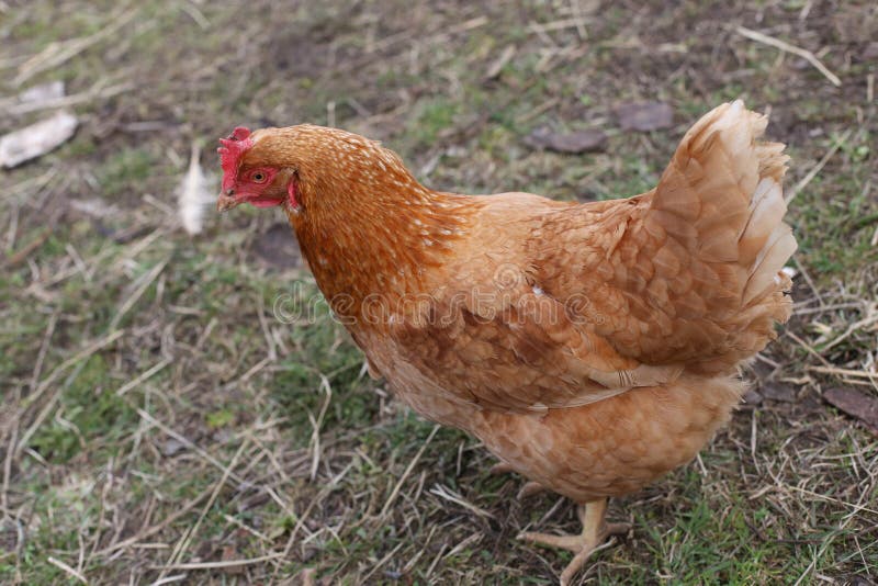 Chicken in nature stock image. Image of fence, foul, couple - 39626201