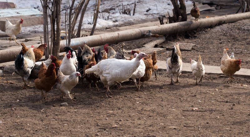 Chicken on the nature stock photo. Image of farm, outdoors - 102345616