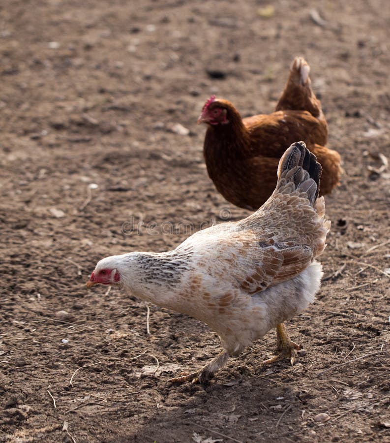 Chicken on the nature stock image. Image of organic - 102577137