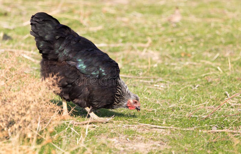 Chicken on the nature stock photo. Image of nature, rural - 105074862