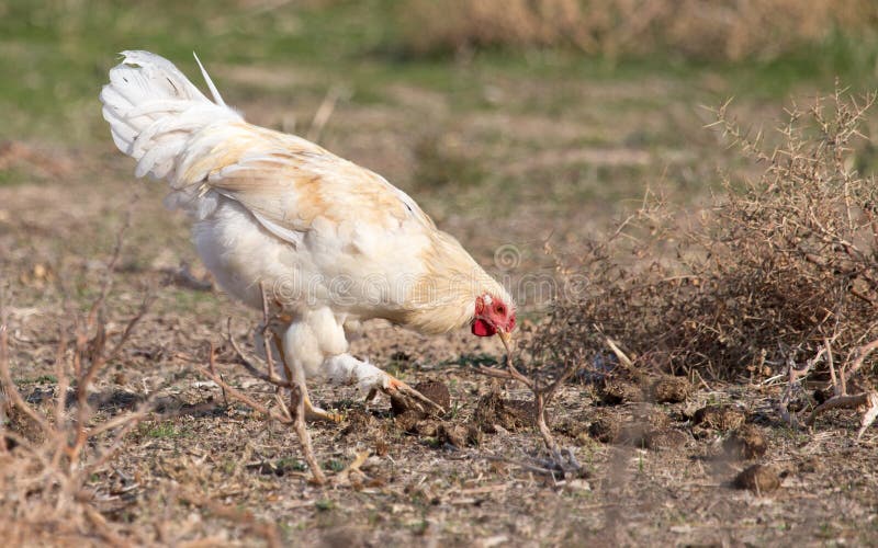 Chicken on the nature stock image. Image of farm, meat - 105571023