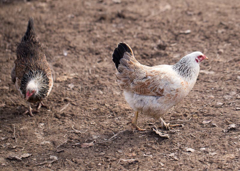 Chicken on the nature stock photo. Image of live, country - 109925568