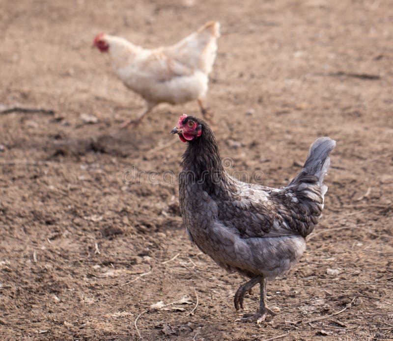 Chicken on the nature stock photo. Image of house, animal - 102345680