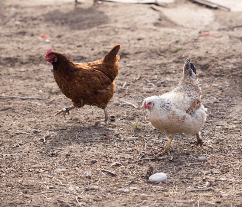 Chicken on the nature stock image. Image of grass, farm - 102577151