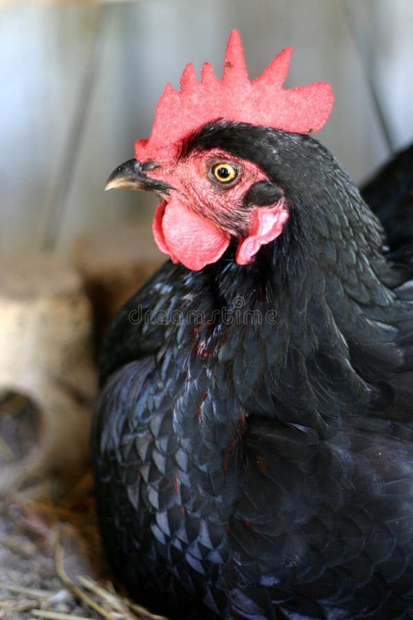 Chicken on Nest stock image. Image of farming, female - 1398843
