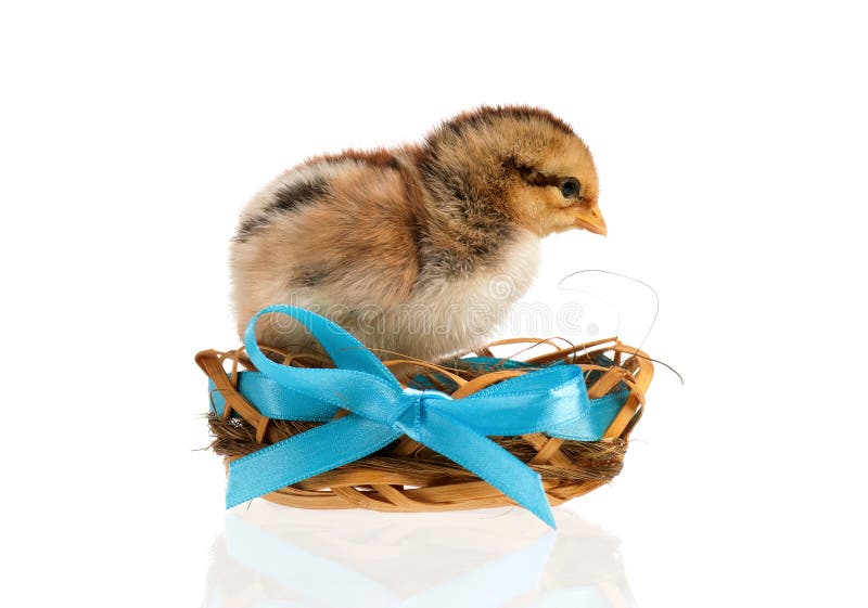 Chicken in nest with bow stock photo. Image of chick - 87588508