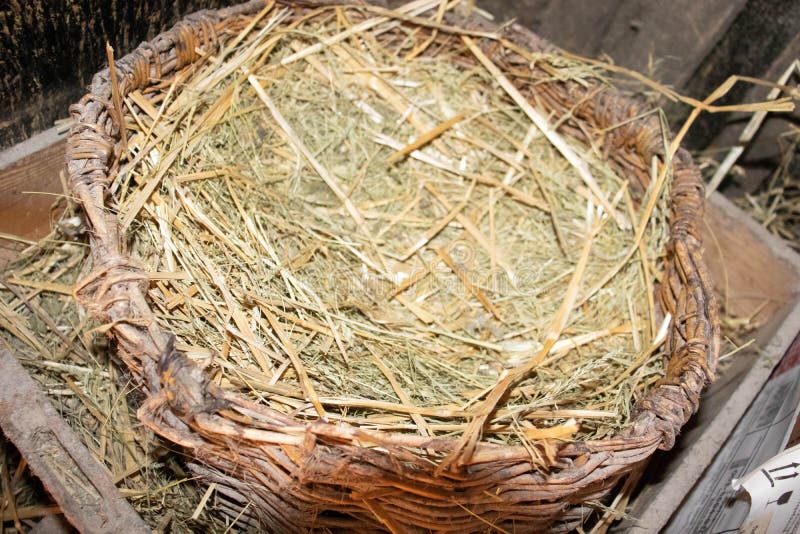 Chicken Nest in a Farm in the Village Stock Photo - Image of cute ...