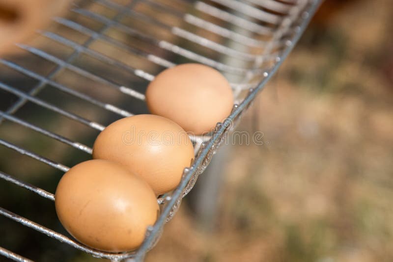 Chicken in the Nest, Thai Small Farm Stock Image - Image of farming ...