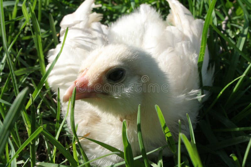 Chicken stock image. Image of chick, looking, threeweekold - 92623009