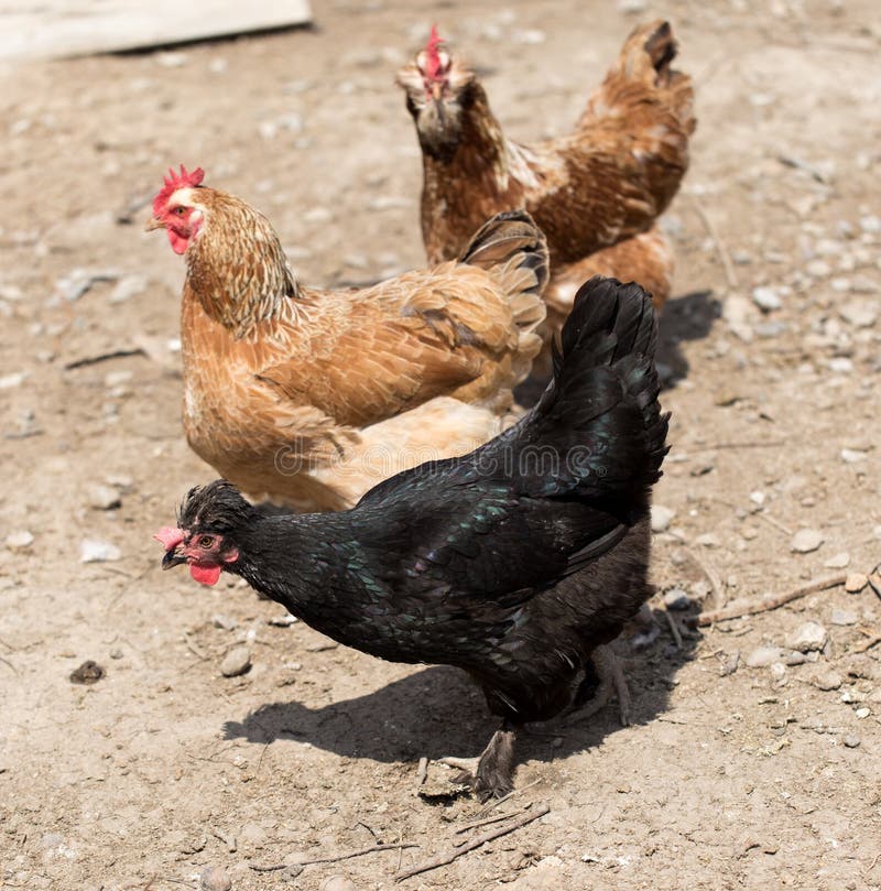 Chicken Outdoors stock photo. Image of livestock, beak - 102574954