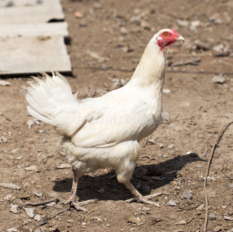 Chicken Outdoors stock photo. Image of female, farmyard - 102575098
